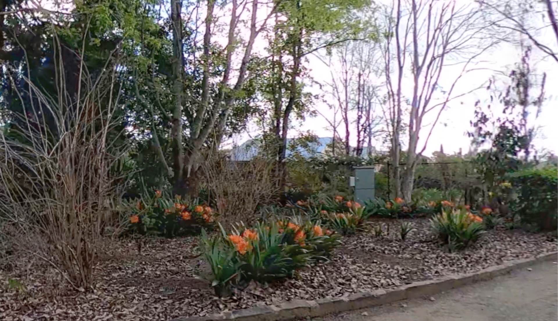 Davidson Arboretum - A Showcase for Northern Hemisphere Trees