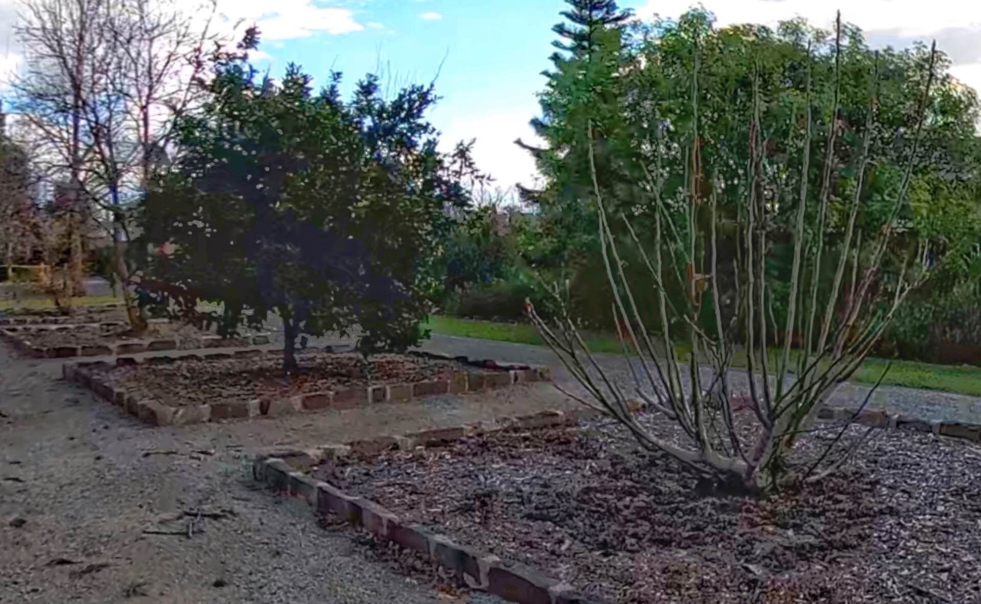 Davidson Arboretum - A Showcase for Northern Hemisphere Trees